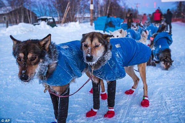 Нохой чарганы тэмцээн боллоо /фото мэдээ/
