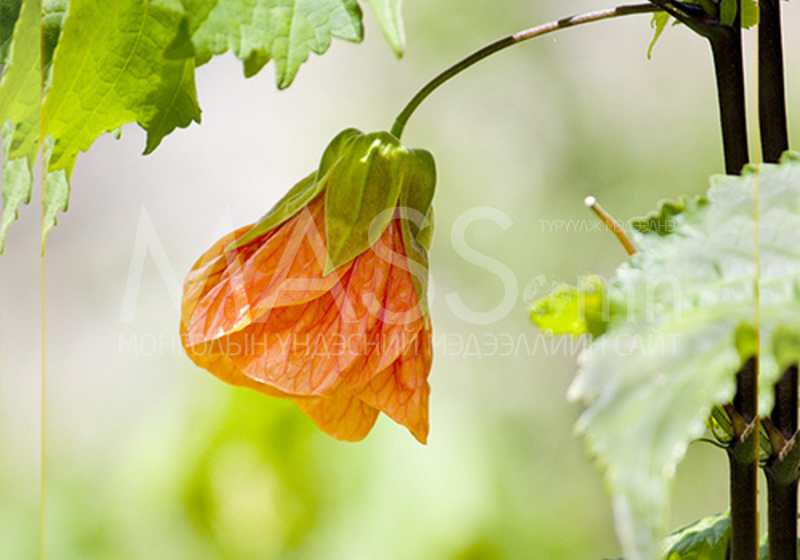 Цэцэгний навч шарлах шалтгаан