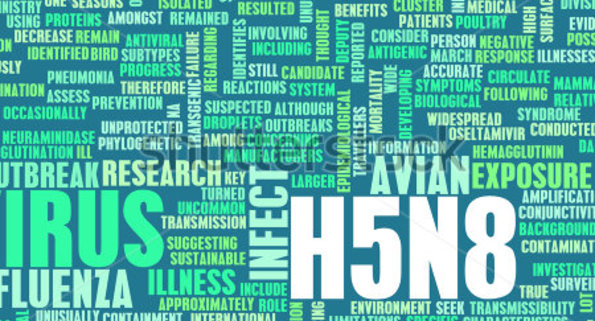 H5N8 вирусээр хоёр хун шувуу үхжээ