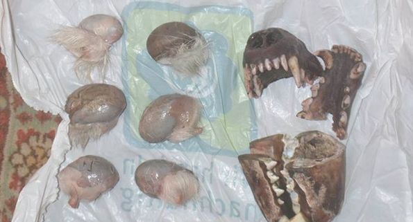 Захын ченж амьтдын эд эрхтэн хил давуулах гэж байжээ