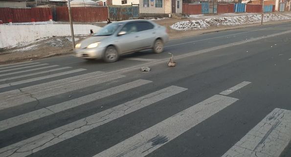 13 настай хүүхэд гарцаар зам хөндлөн гарч яваад амь насаа алдлаа
