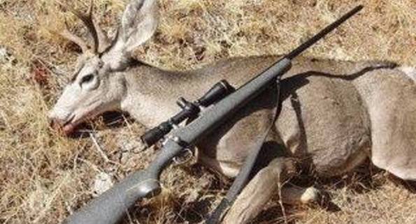 Ховор амьтан болох 2 тооны хар сүүлт зээрийг зөвшөөрөлгүйгээр агнасан ...