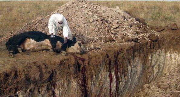 Увс Ховд Хөвсгөл зэрэг 7 аймагт шүлхий өвчнийг илрүүлэх шинжилгээ авна