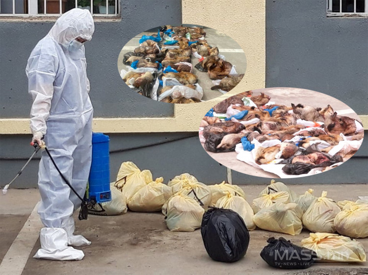 Тарваган тахлын сэжигтэй тохиолдол ГУРВААР нэмэгдлээ
