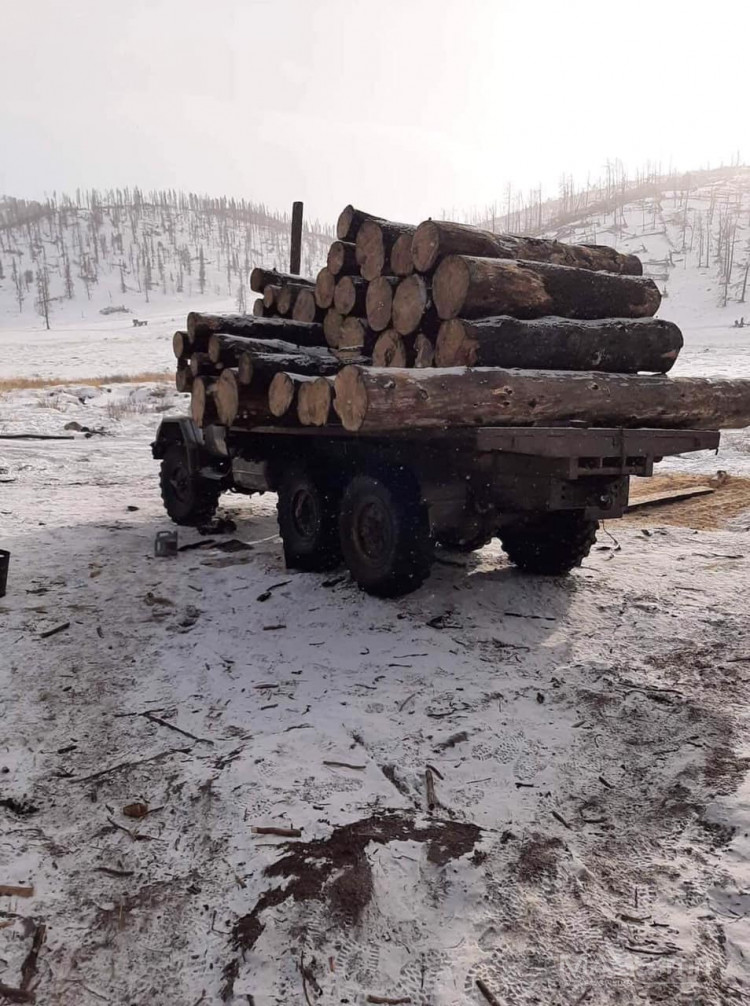 Ховор амьтны жагсаалтад орсон зэрлэг гахай тээвэрлэсэн хэргийг илрүүлжээ