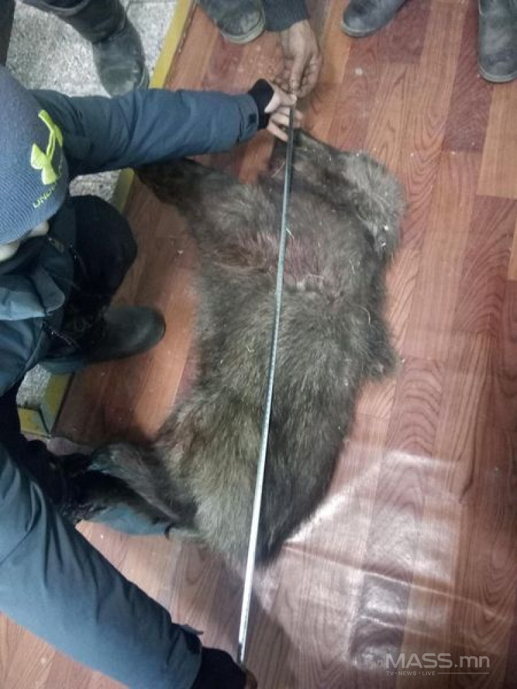 Ховор амьтны жагсаалтад орсон зэрлэг гахай тээвэрлэсэн хэргийг илрүүлжээ
