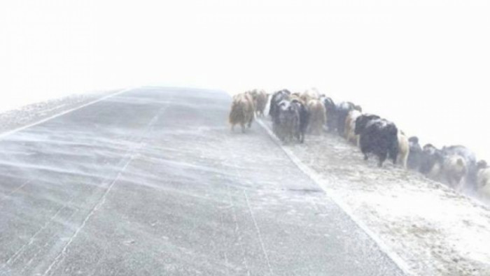 Өнөөдөр Дундговь Сүхбаатарын өмнөд Өмнөговийн зүүн хэсэг Дорноговийн нутгаар цасан шуурга шуурна