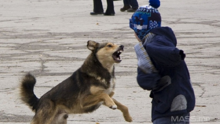 Бага насны 2 хүүхдийг уяанаасаа алдуурсан нохой хазаж гэмтээжээ